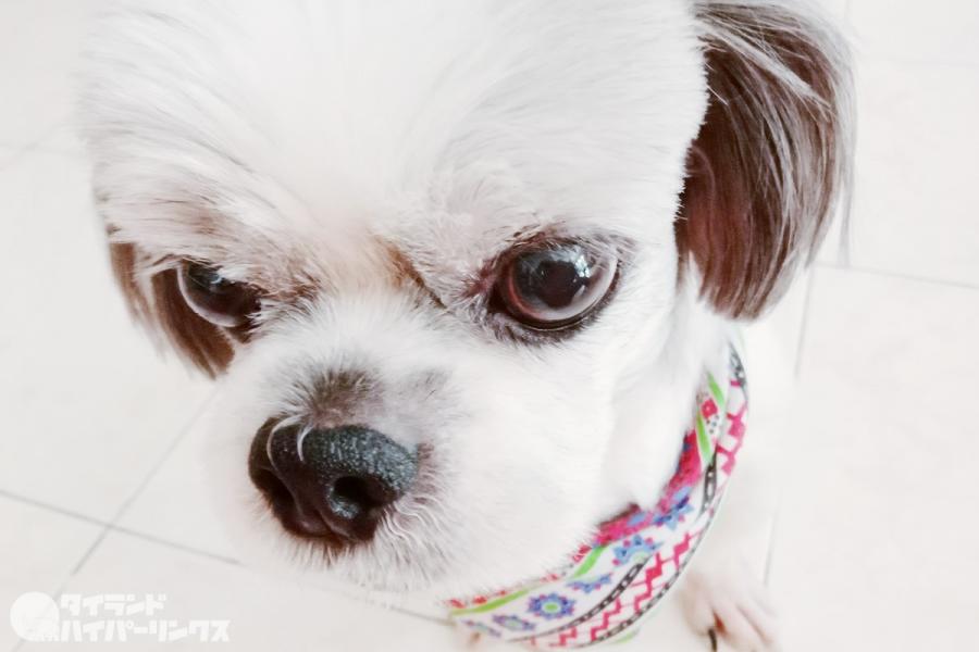 🌎バンコクのコンドミニアムで犬を飼って罰金14万バーツ - スレッド閲覧｜爆サイ.com東京版